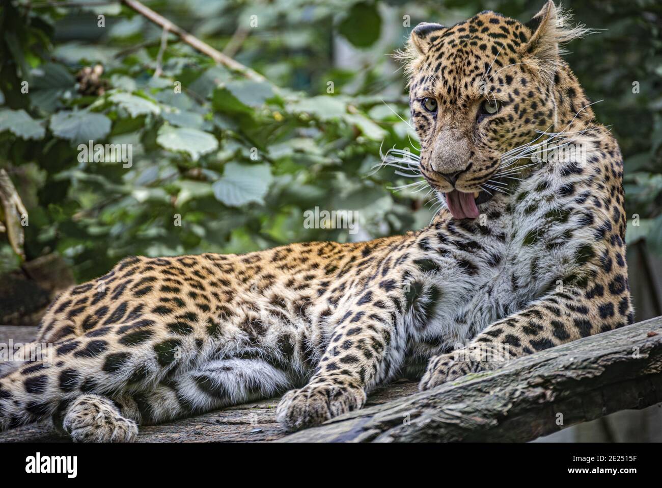 Selective focus shot of a Far Eastern leopard in Branitz park in ...
