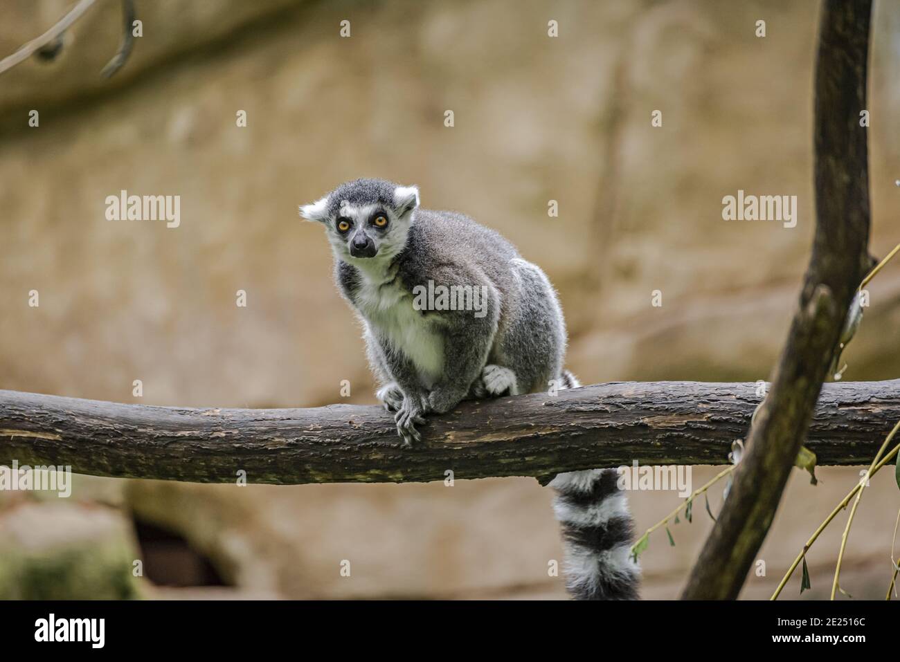 Selective focus shot of a lemur on the tree in Branitz park in Germany ...