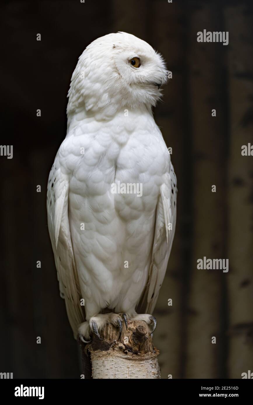 Vertical selective focus shot of a white owl in Branitz park in Germany ...