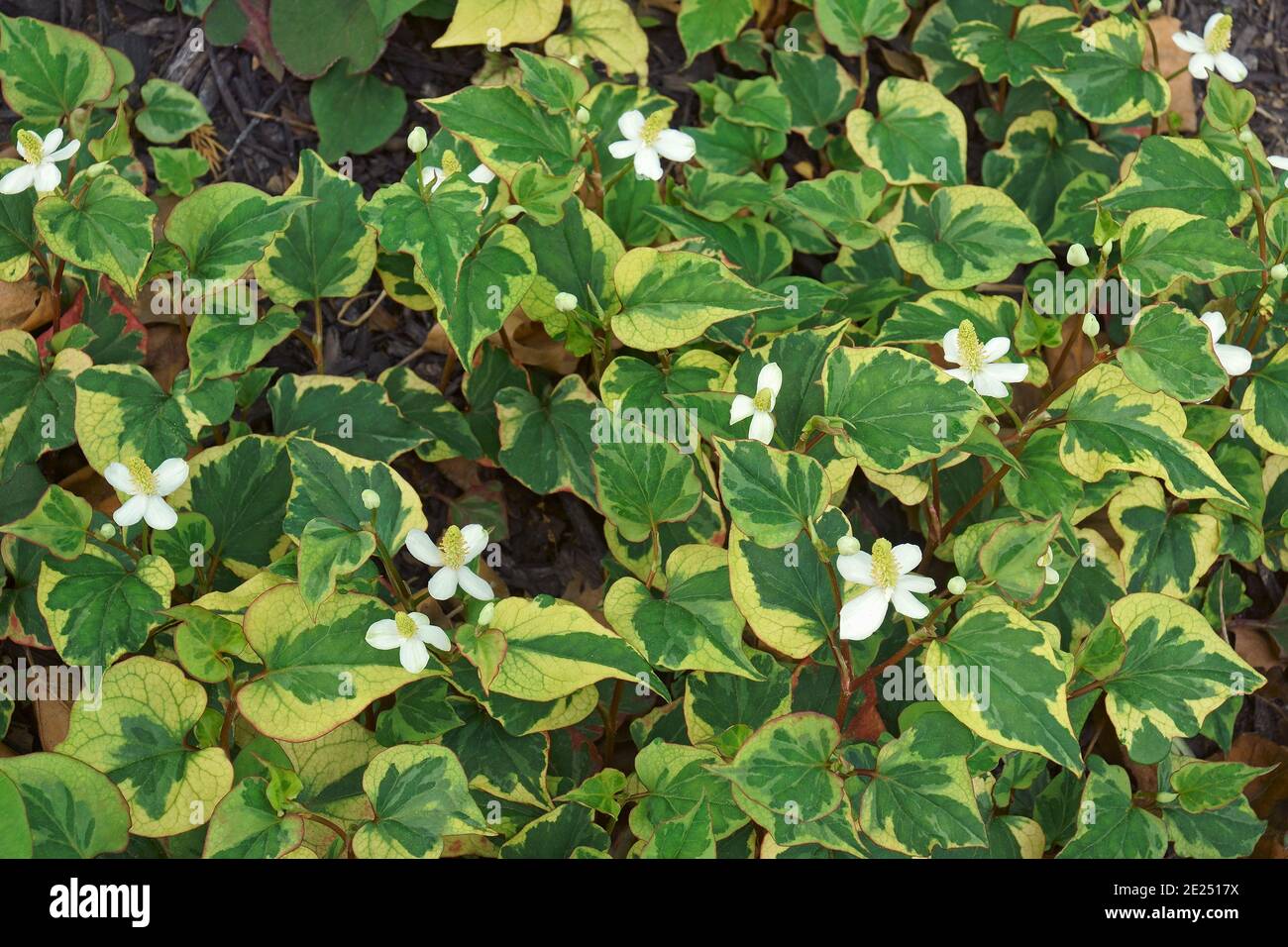 Chameleon plant (Houttuynia cordata 'Chameleon' Stock Photo - Alamy