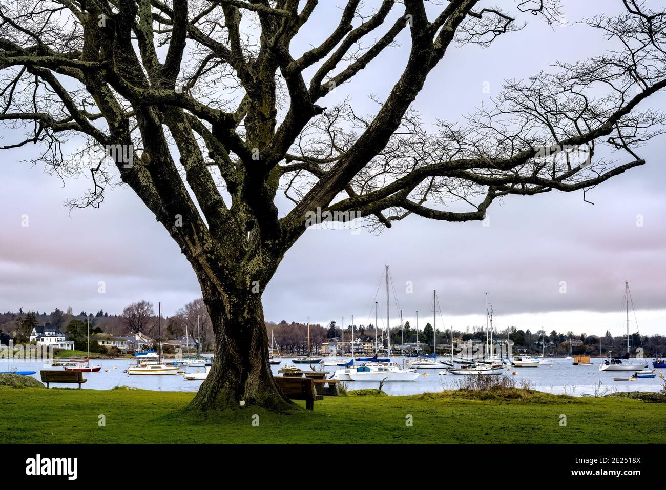 Oak Bay Marina High Resolution Stock Photography and Images - Alamy