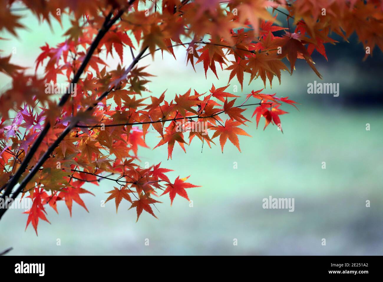Beautiful Japanese red maple tree leaves in autumn Stock Photo - Alamy