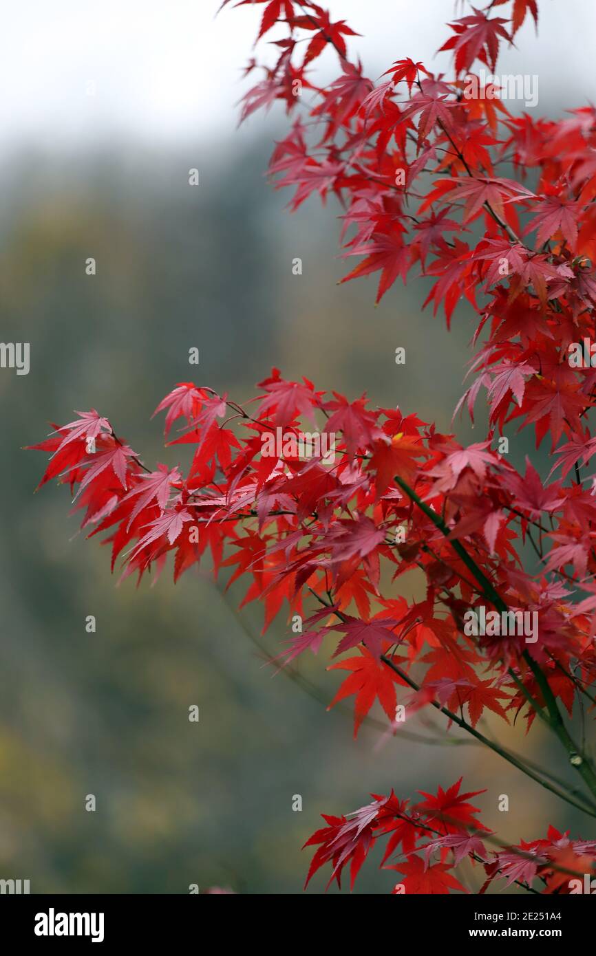 Beautiful Japanese red maple tree leaves in autumn Stock Photo - Alamy