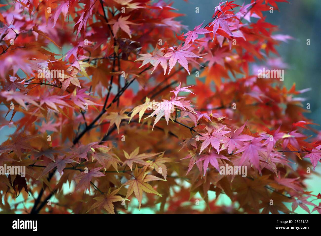 Beautiful Japanese red maple tree leaves in autumn Stock Photo - Alamy