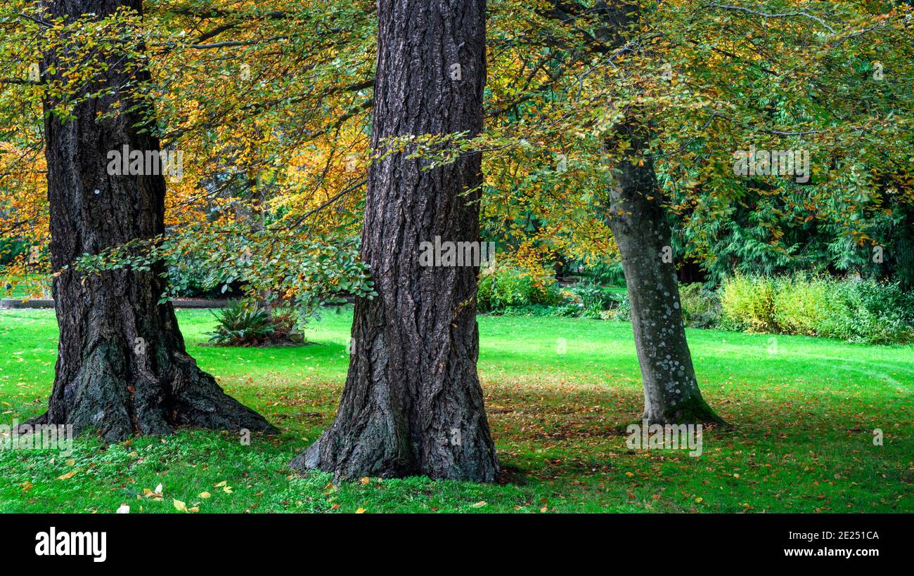 Douglas Fir trees in Beacon Hill Park, Victoria, Vancouver Island, BC ...