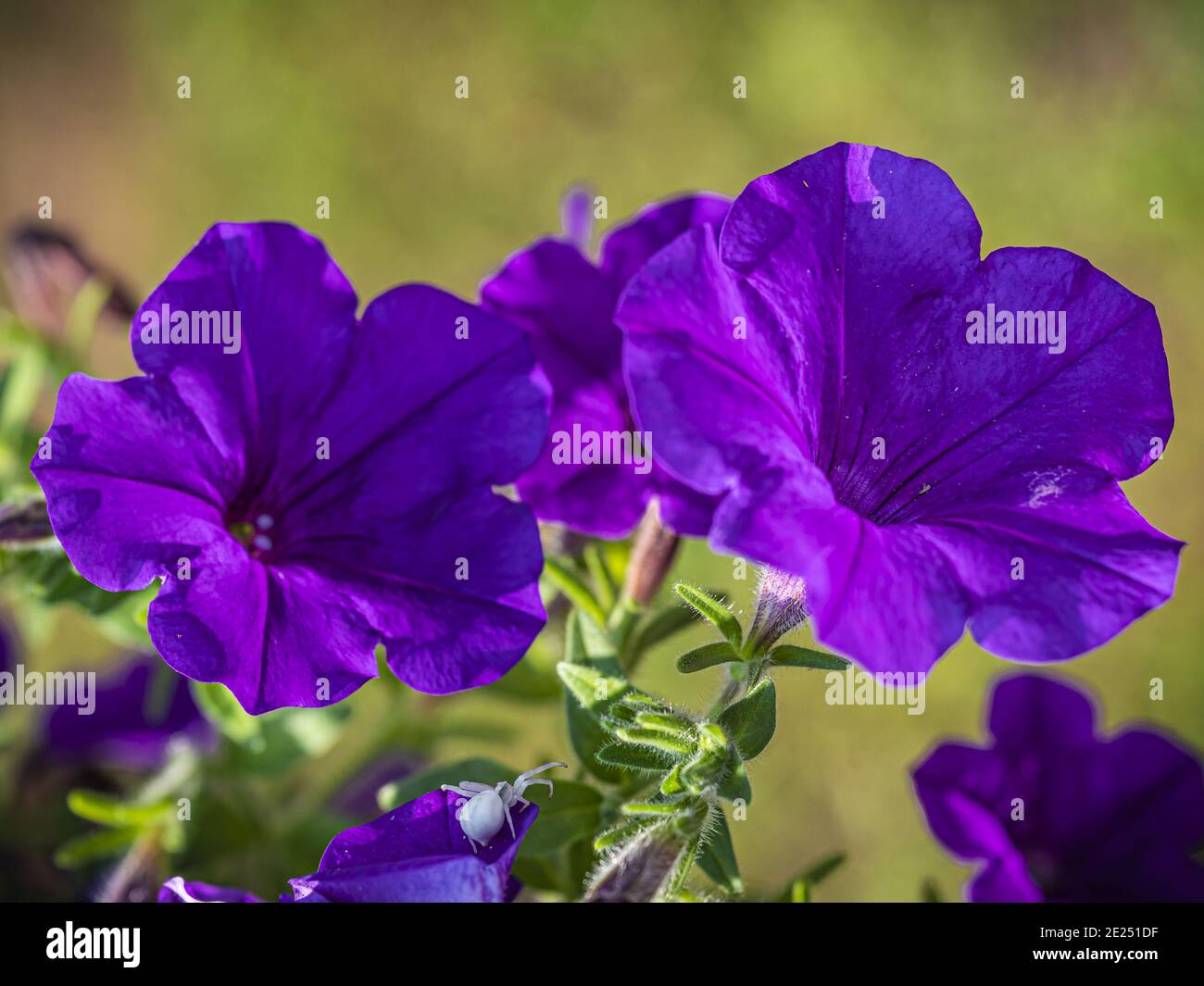 Selective focus shot of purple petunias Stock Photo - Alamy