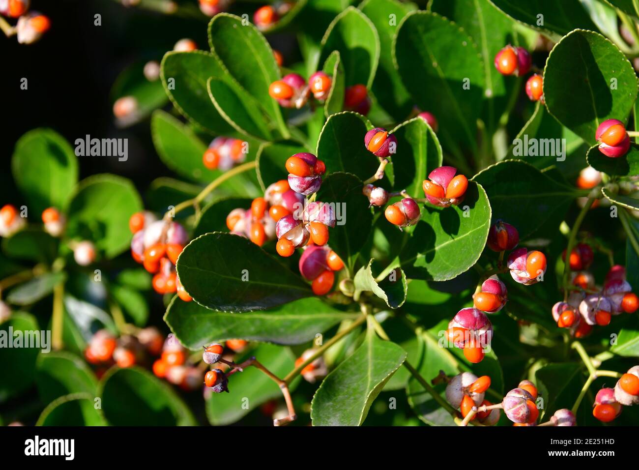 Japanese spindle, evergreen spindle, Japanischer Spindelsträucher ...