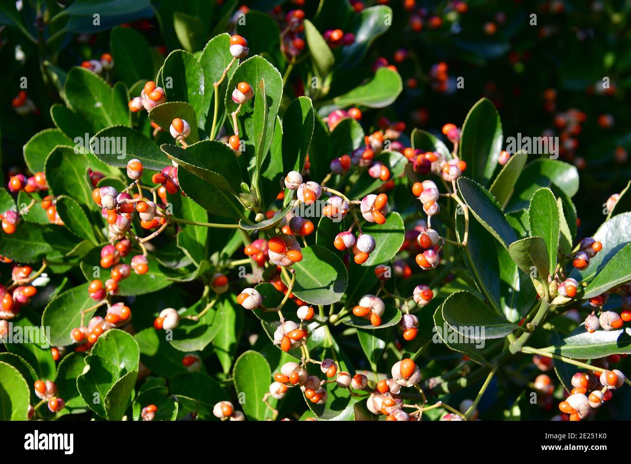 Japanese spindle, evergreen spindle, Japanischer Spindelsträucher ...