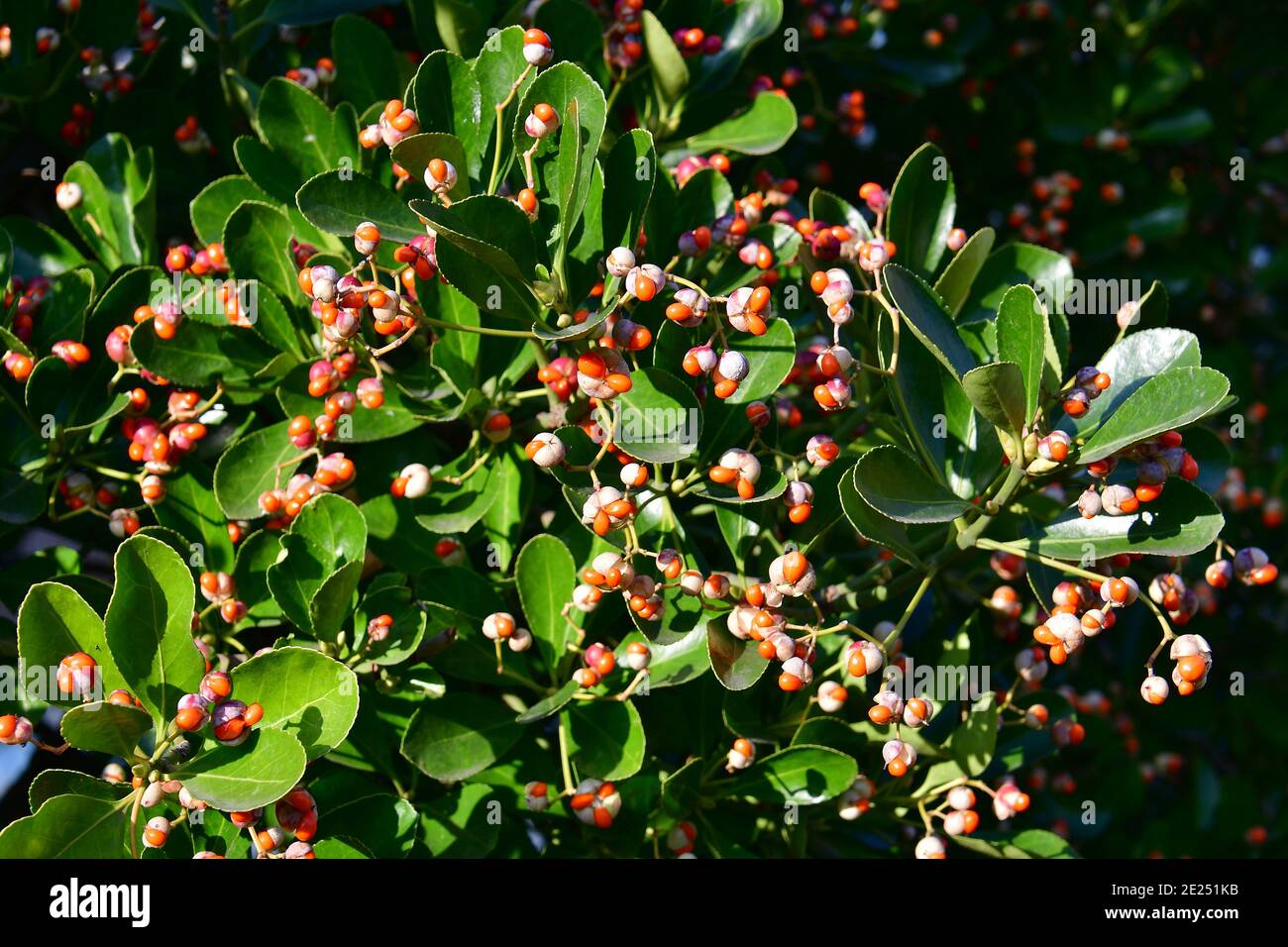 Japanese Spindle Bush High Resolution Stock Photography and Images - Alamy