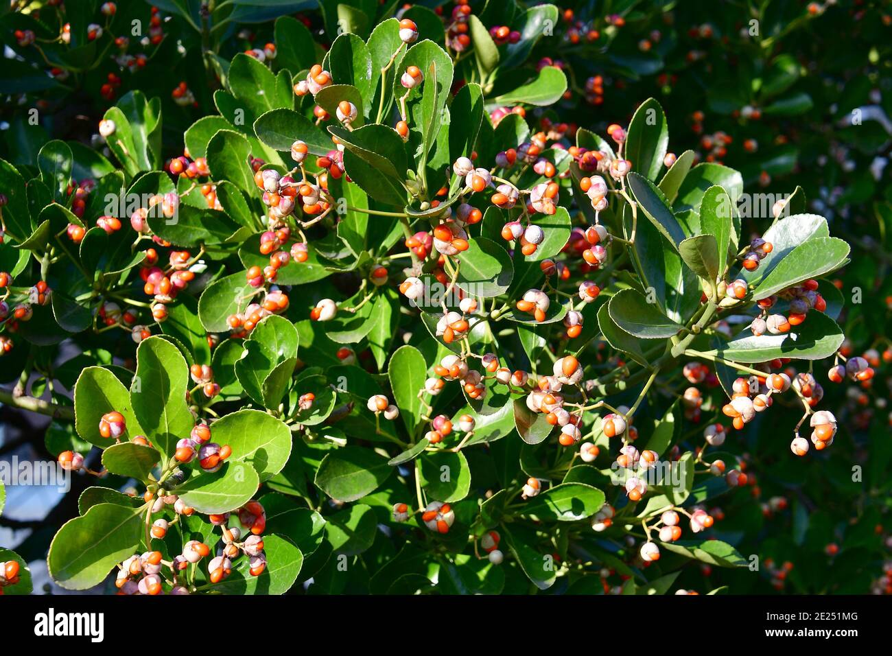Japanese spindle, evergreen spindle, Japanischer Spindelsträucher ...