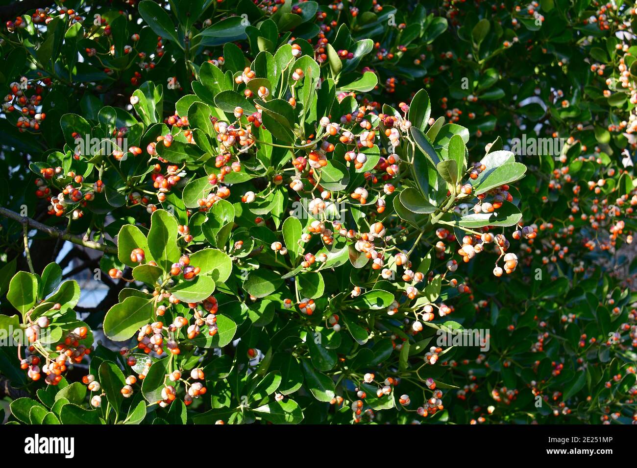 Evergreen spindle hi-res stock photography and images - Alamy