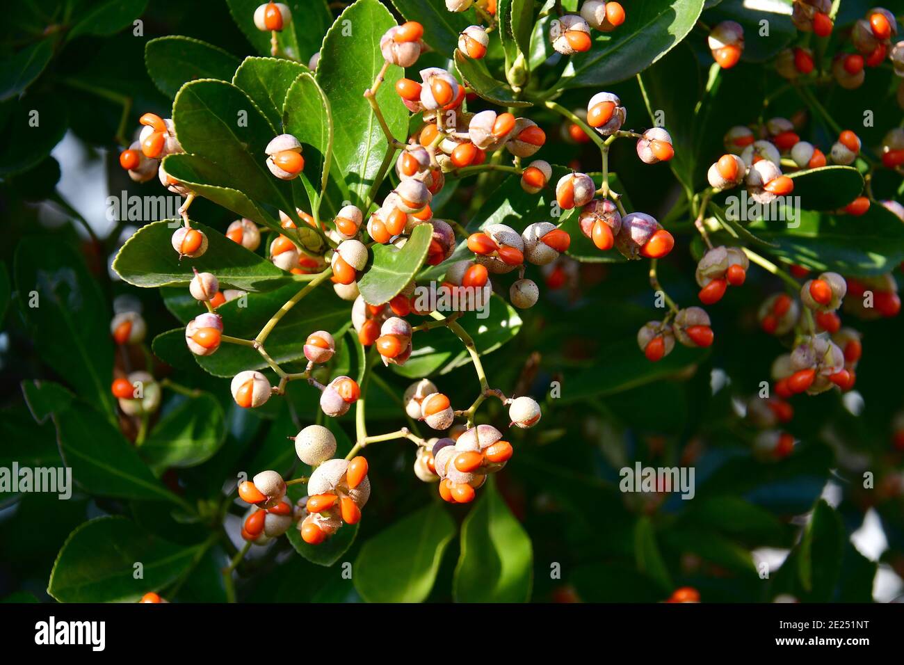 Japanese spindle, evergreen spindle, Japanischer Spindelsträucher ...