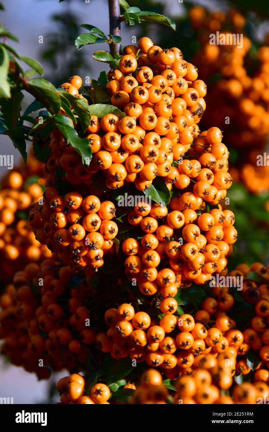 scarlet firethorn, red firethorn, Mittelmeer-Feuerdorn, Europäischer ...