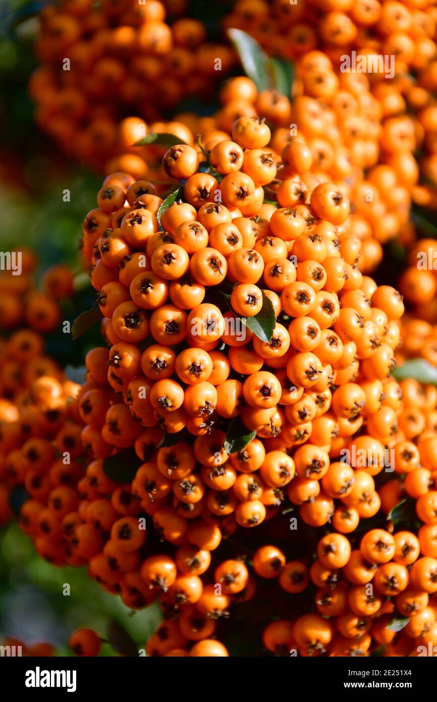scarlet firethorn, red firethorn, Mittelmeer-Feuerdorn, Europäischer ...