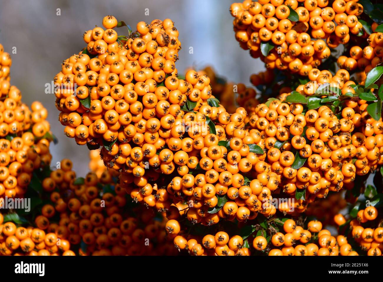 scarlet firethorn, red firethorn, Mittelmeer-Feuerdorn, Europäischer ...