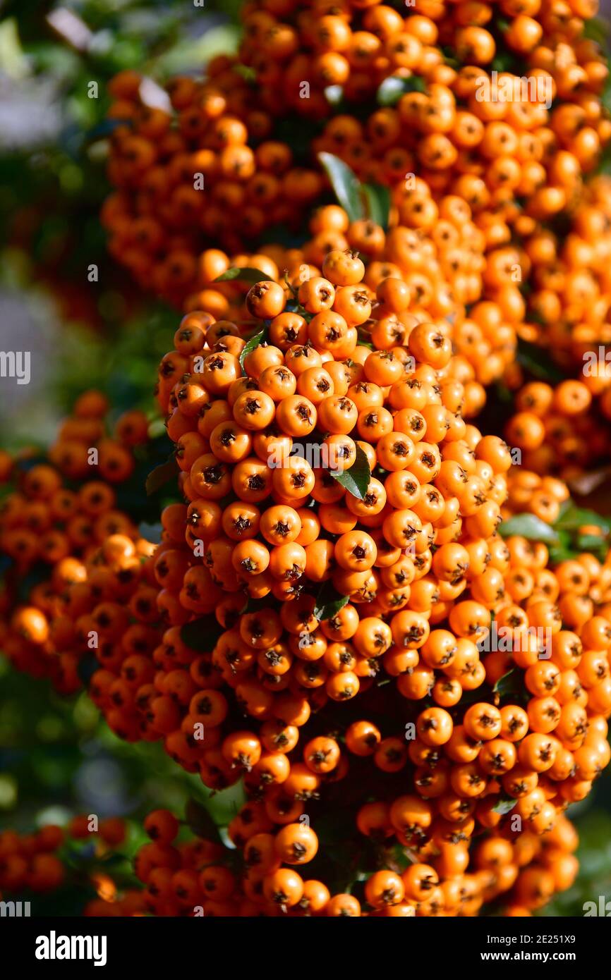 scarlet firethorn, red firethorn, Mittelmeer-Feuerdorn, Europäischer ...