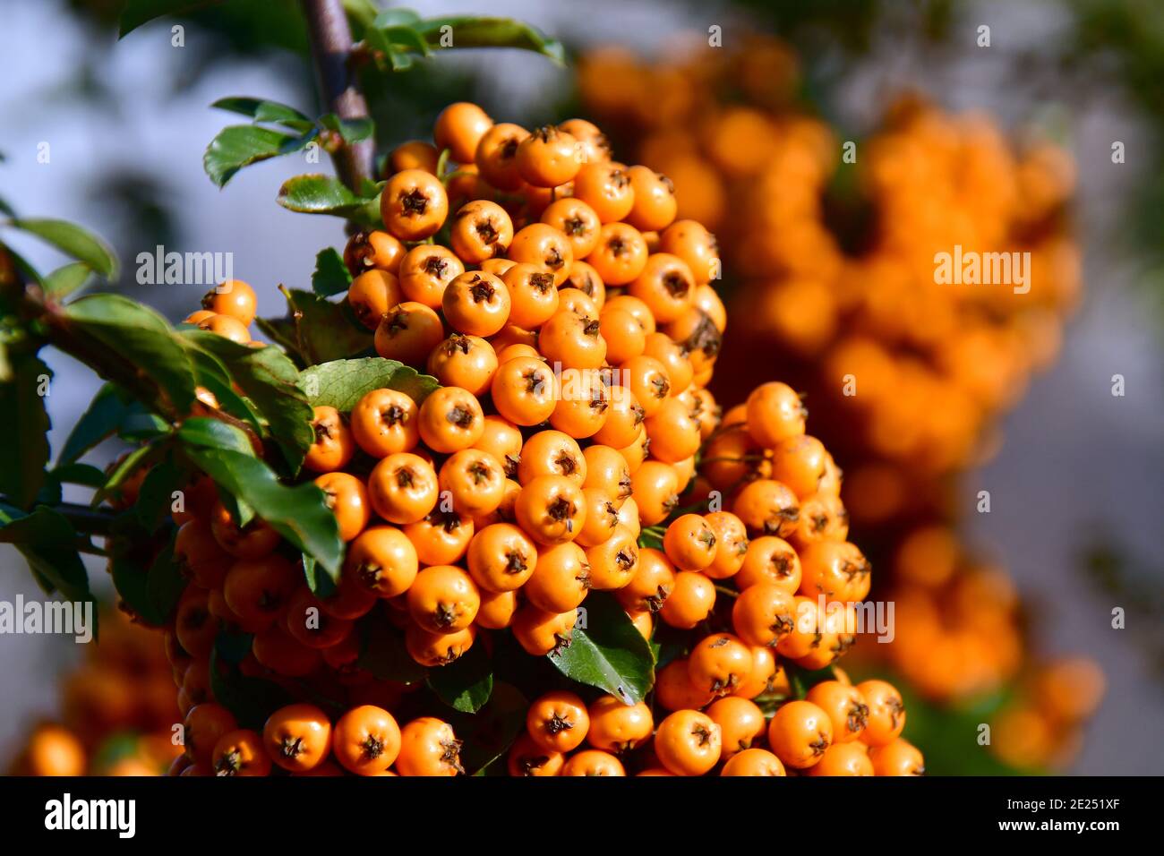 scarlet firethorn, red firethorn, Mittelmeer-Feuerdorn, Europäischer ...