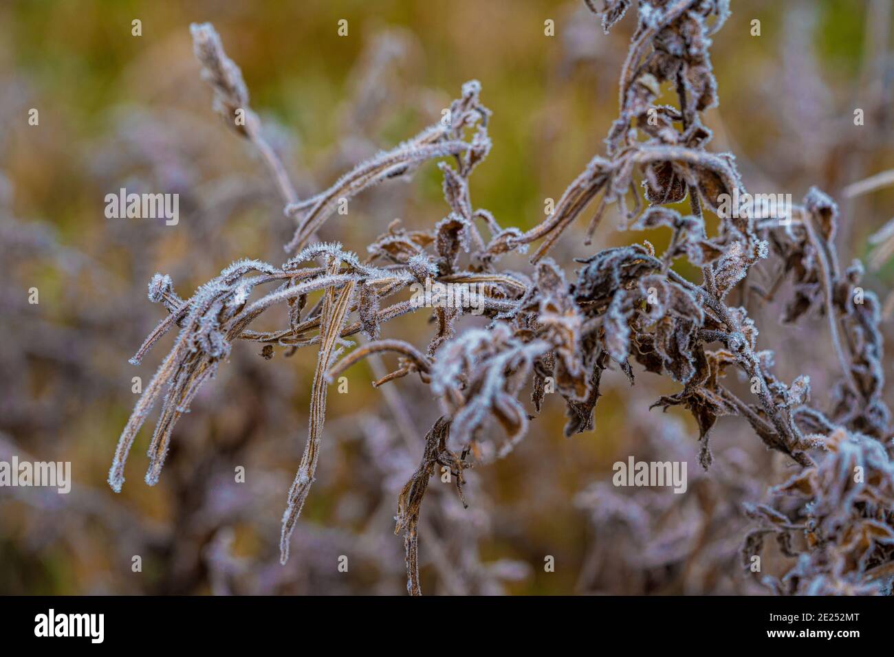Layers of barley hi-res stock photography and images - Alamy
