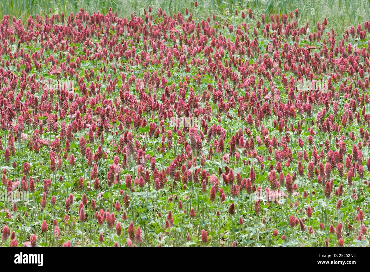 Crimson clover (Trifolium incarnatum). Called Italian clover also Stock ...