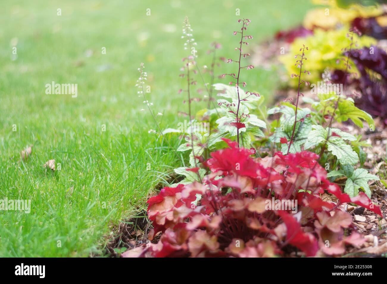 Beautiful heucheras blooming in the border of a garden somewhere in the ...