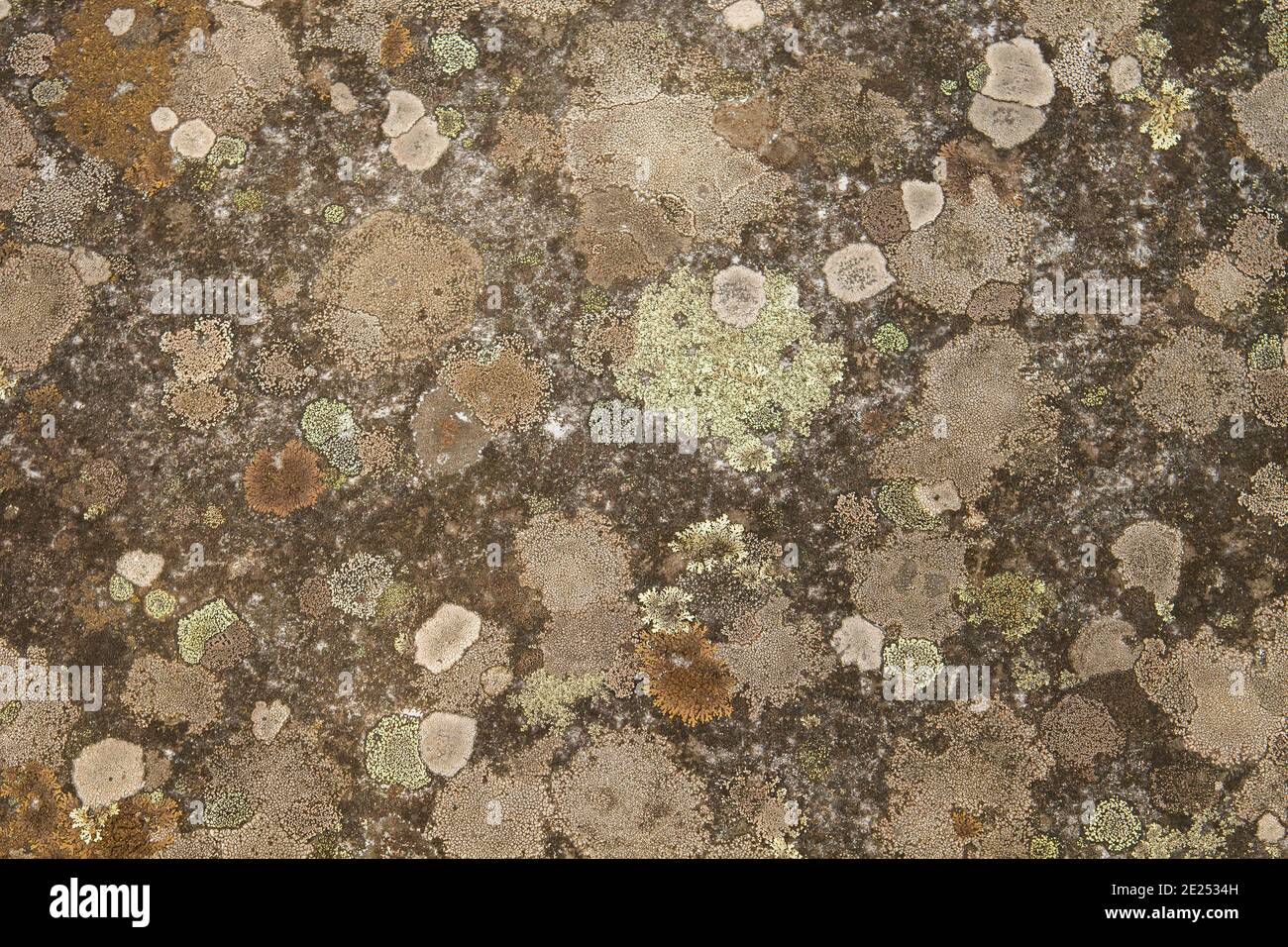 Lichens growing on a wall Stock Photo - Alamy
