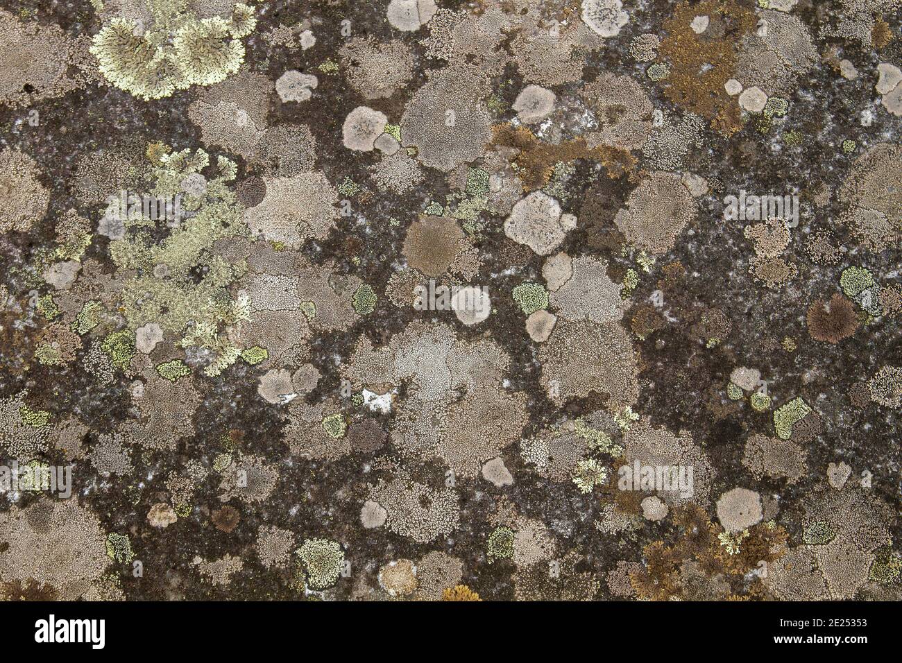 Lichens growing on a stone surface Stock Photo - Alamy
