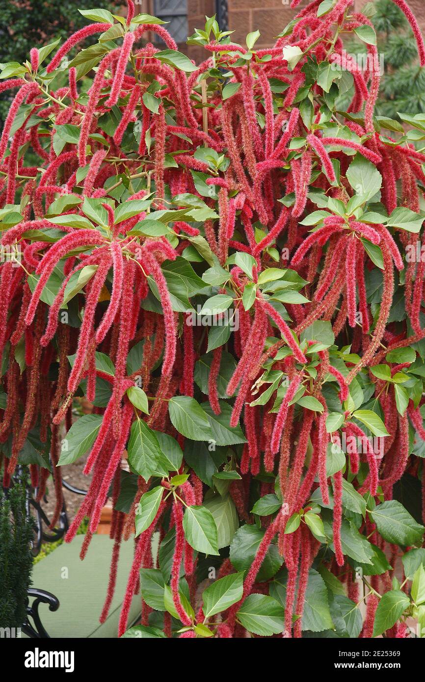 Acalypha Hispida
