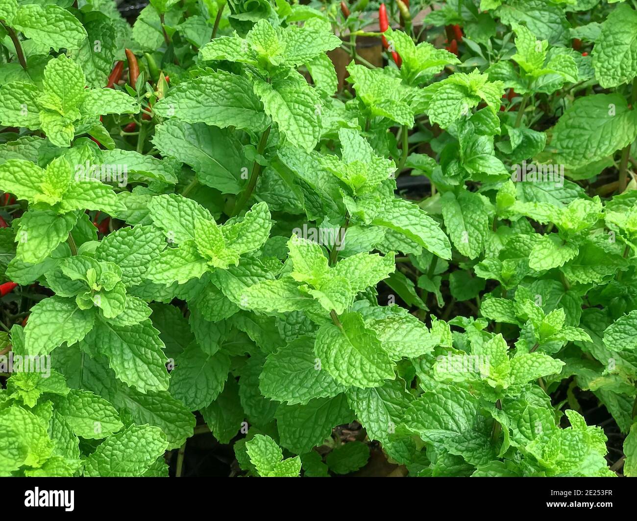 Peppermint leaves are green plants that are useful for cooking, making ...