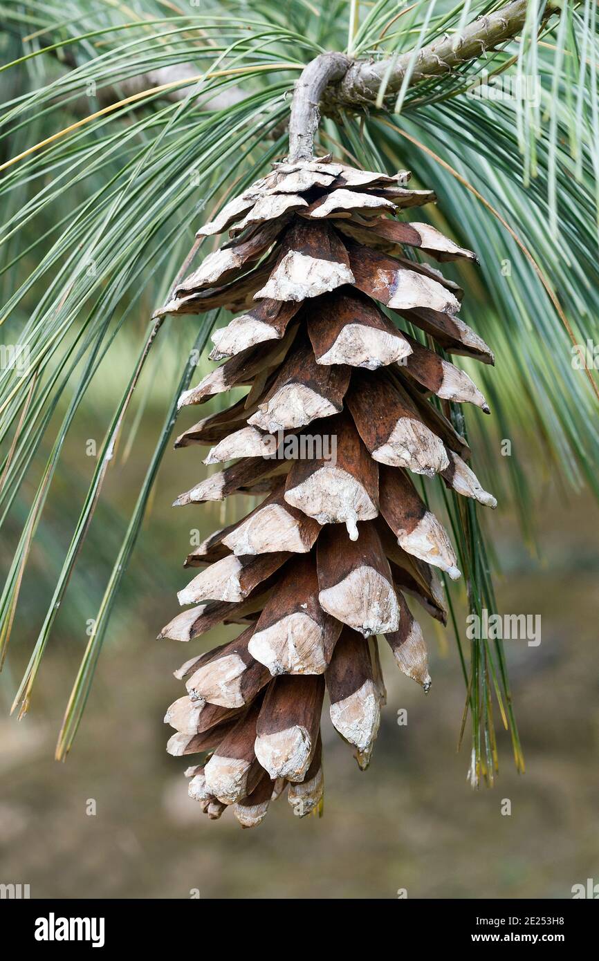 Vanderwolf's Pyramid limber pine (Pinus flexilis 'Vanderwolf's Pyramid ...