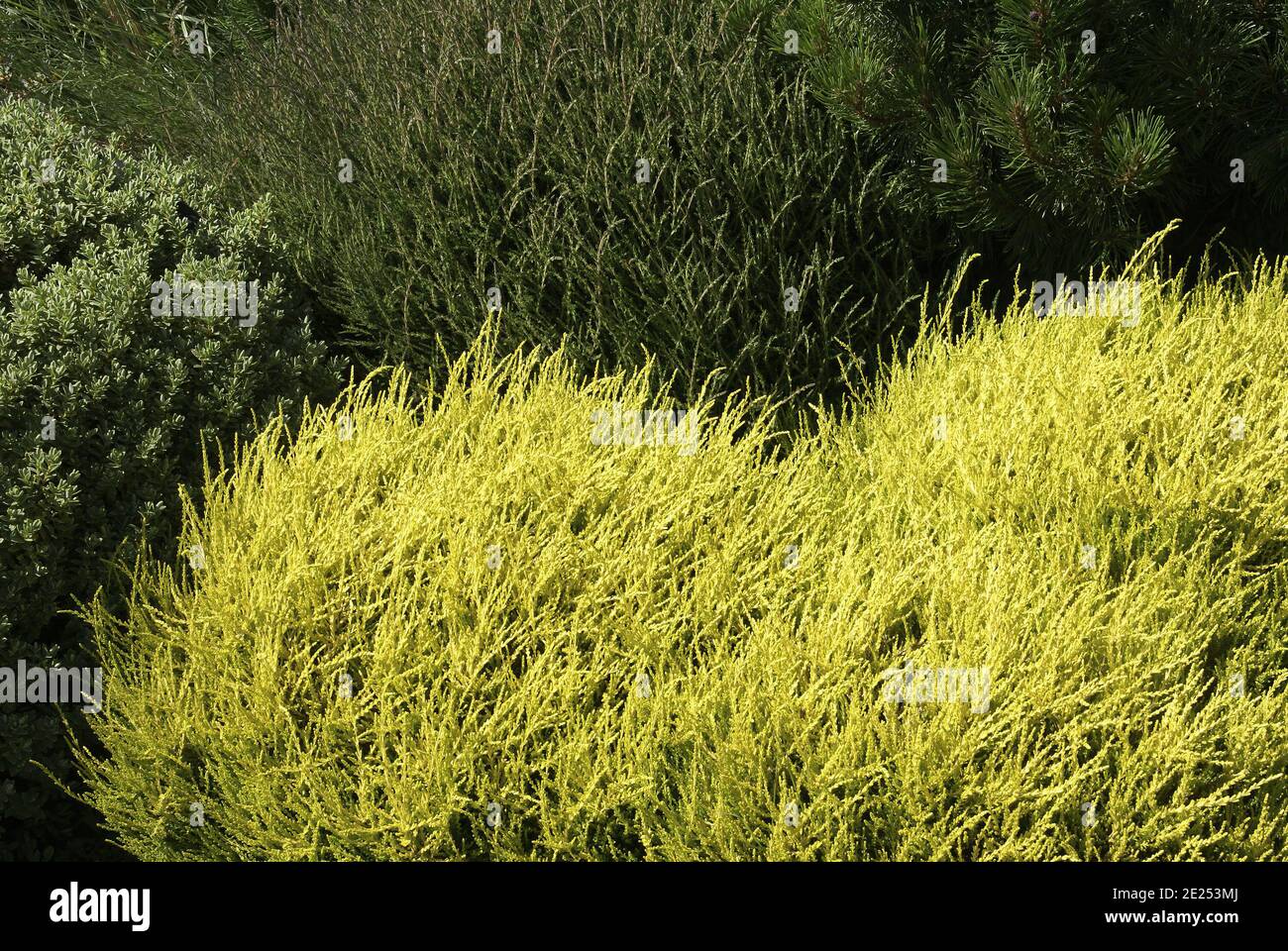 Closeup shot of a windblown Calluna plant shrub in a field Stock Photo ...
