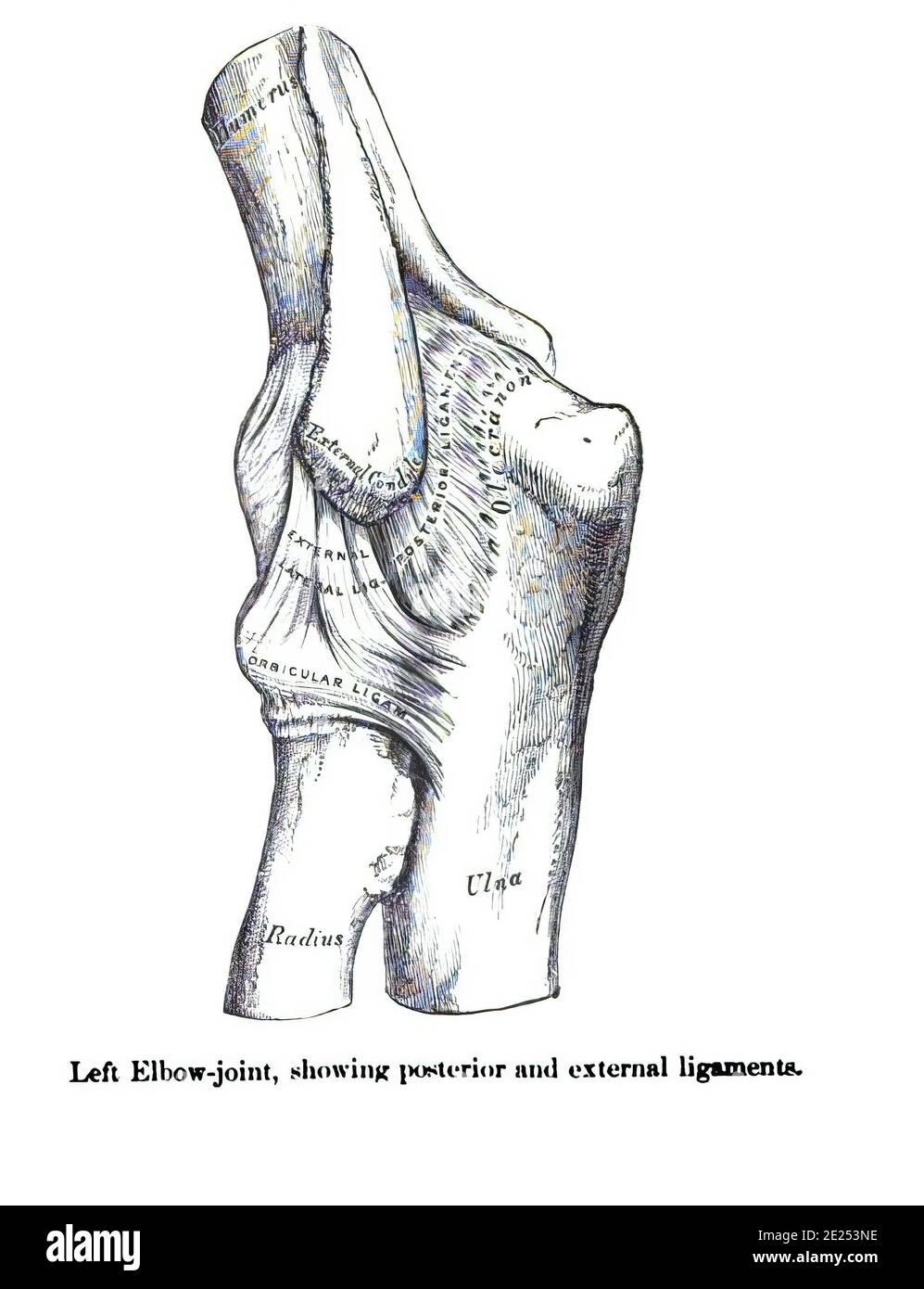 Vertical shot of a left elbow-joint structure from an atlas of human ...
