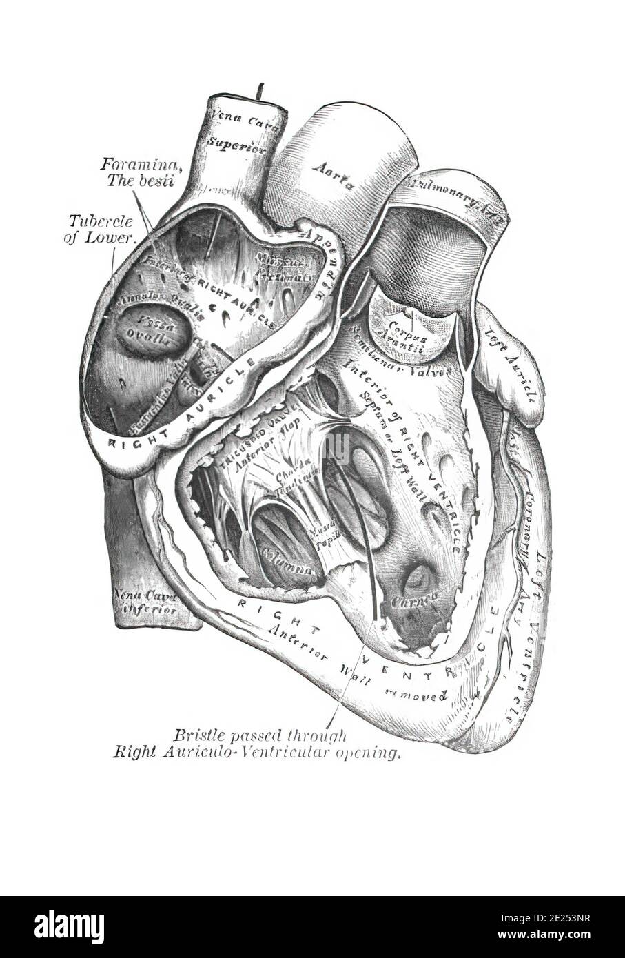 Structure of a human heart from an atlas of human anatomy isolated on a ...