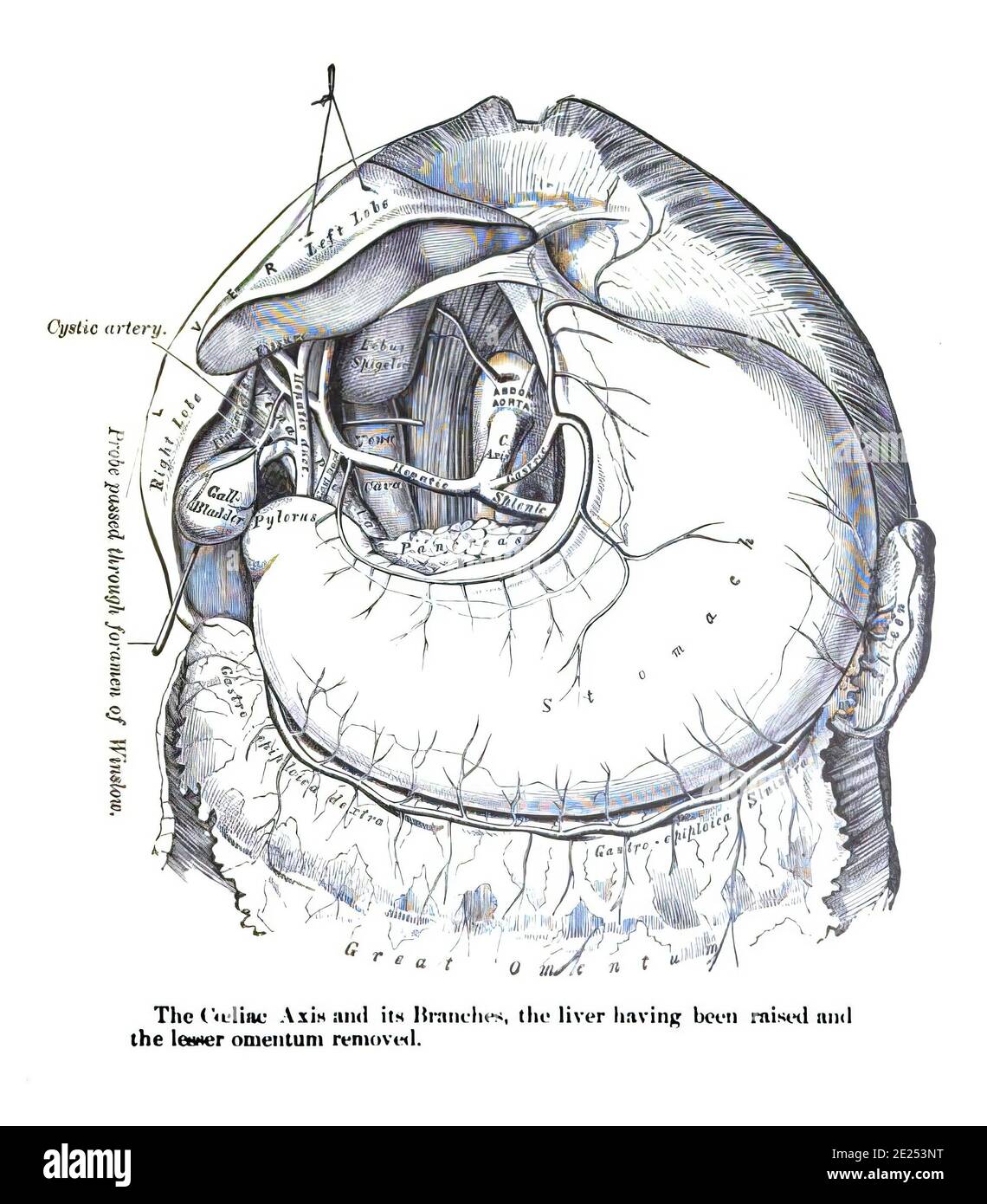 A coeliac hi-res stock photography and images - Alamy