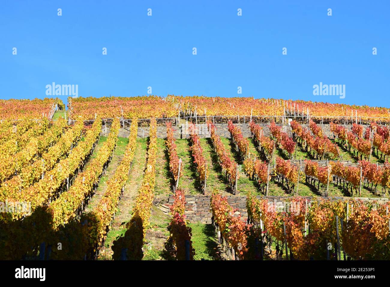vineyards in the Ahr valley with burning colors "burning hills Stock ...