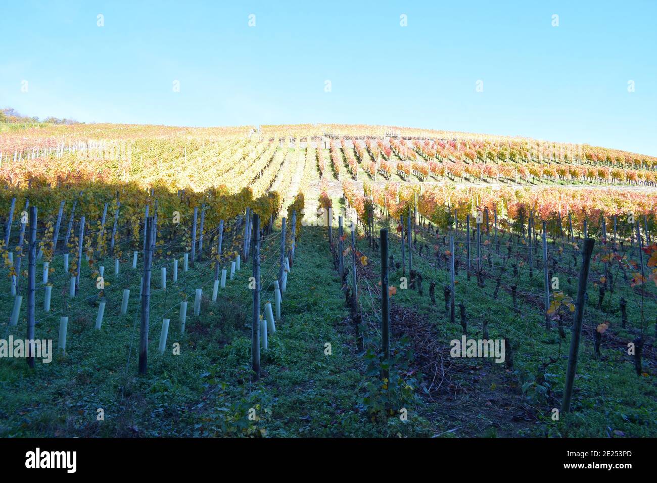 Burning vineyards hi-res stock photography and images - Alamy