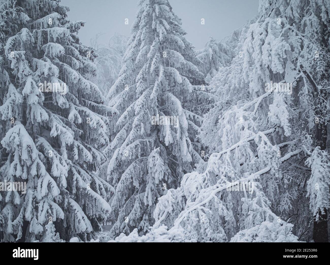 A forest covered in fresh heavy snowfall and frozen in winter mists ...