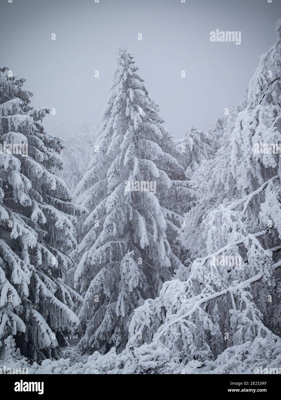 A forest covered in fresh heavy snowfall and frozen in winter mists ...