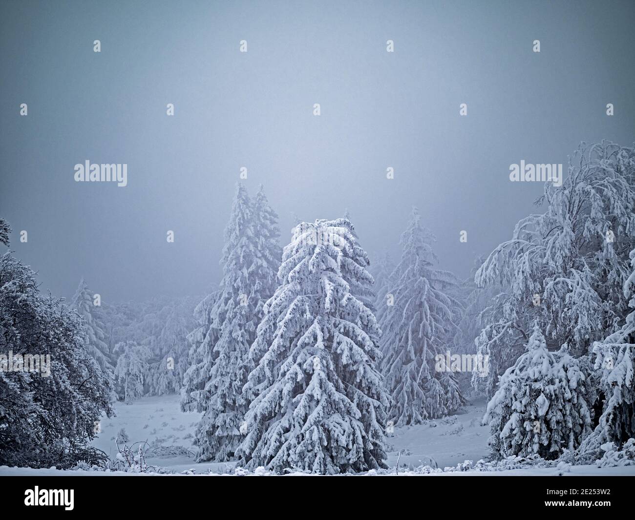A forest covered in fresh heavy snowfall and frozen in winter mists ...