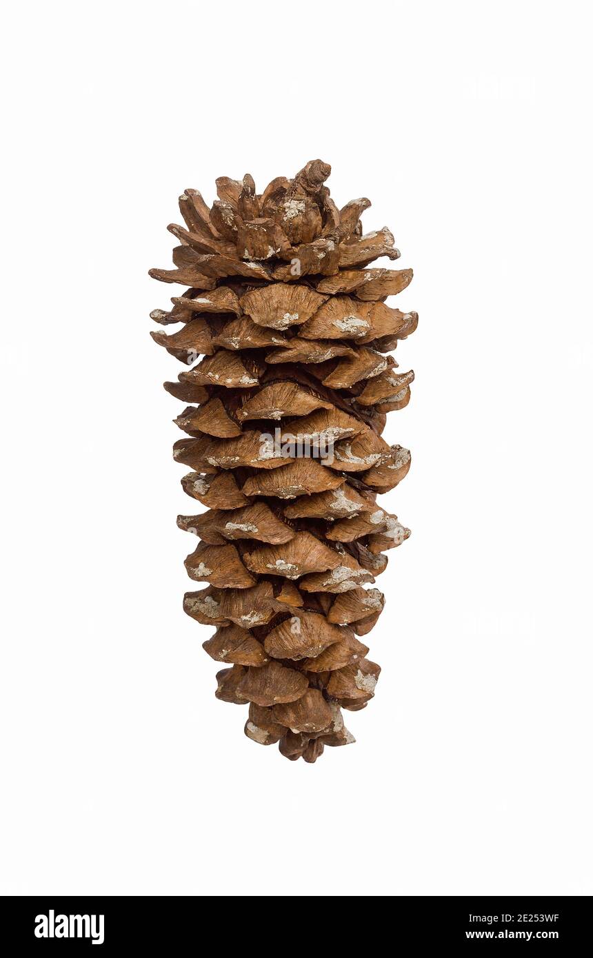 Limber pine (Pinus flexilis). Called Rocky mountain white pine also ...