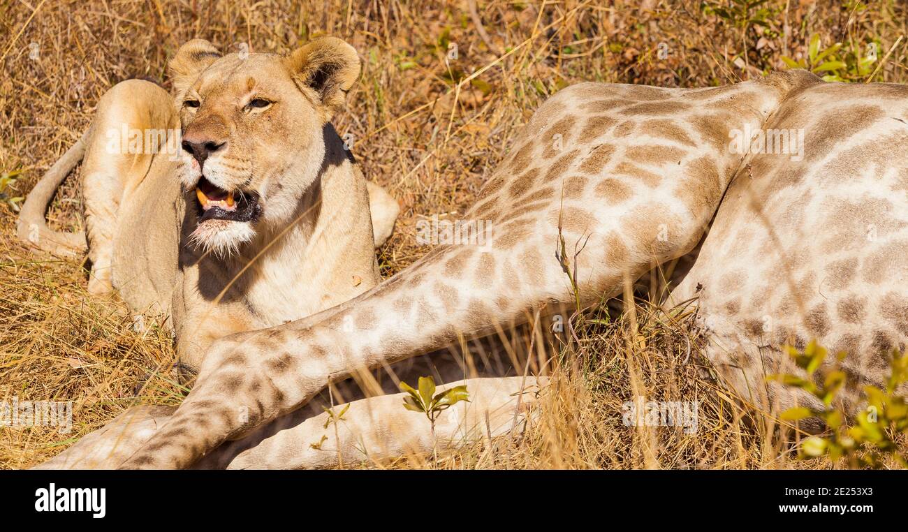 Lion hunt giraffe hi-res stock photography and images - Alamy