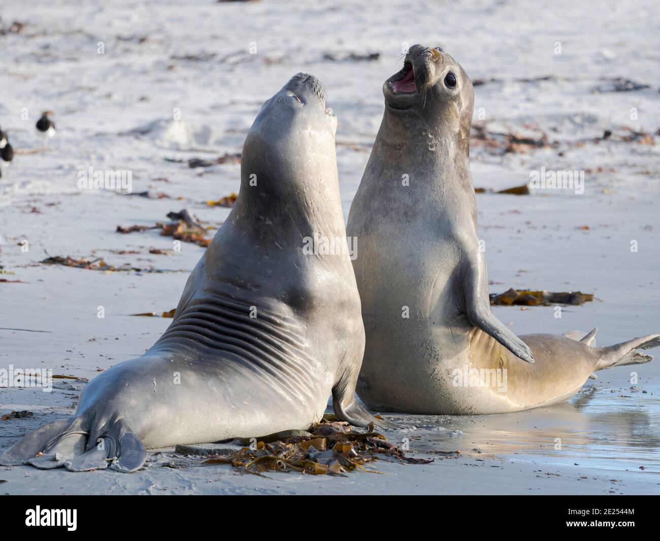 Southern elephant seal (Mirounga leonina) after harem and breeding ...