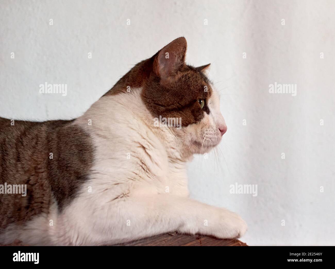 Aegean cat breed hi-res stock photography and images - Alamy
