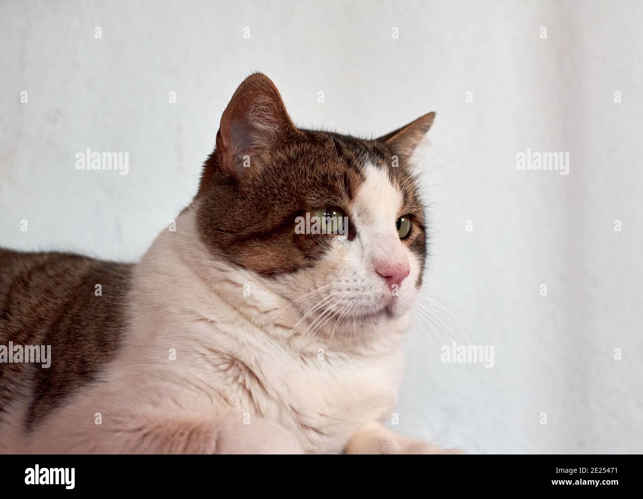 Aegean cat breed hi-res stock photography and images - Alamy