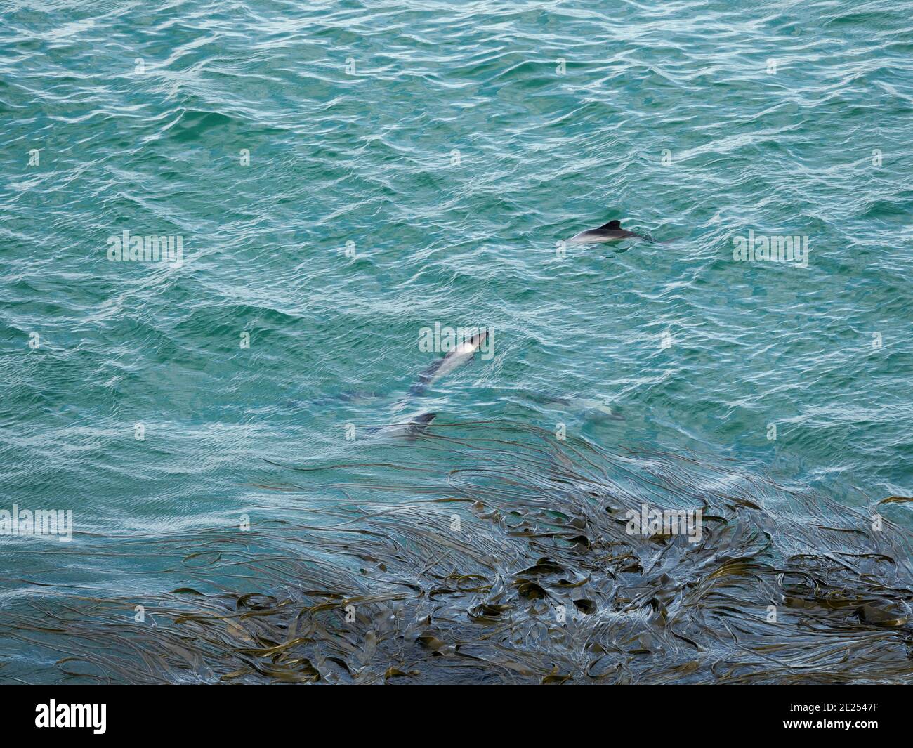 Tonina dolphin hi-res stock photography and images - Alamy