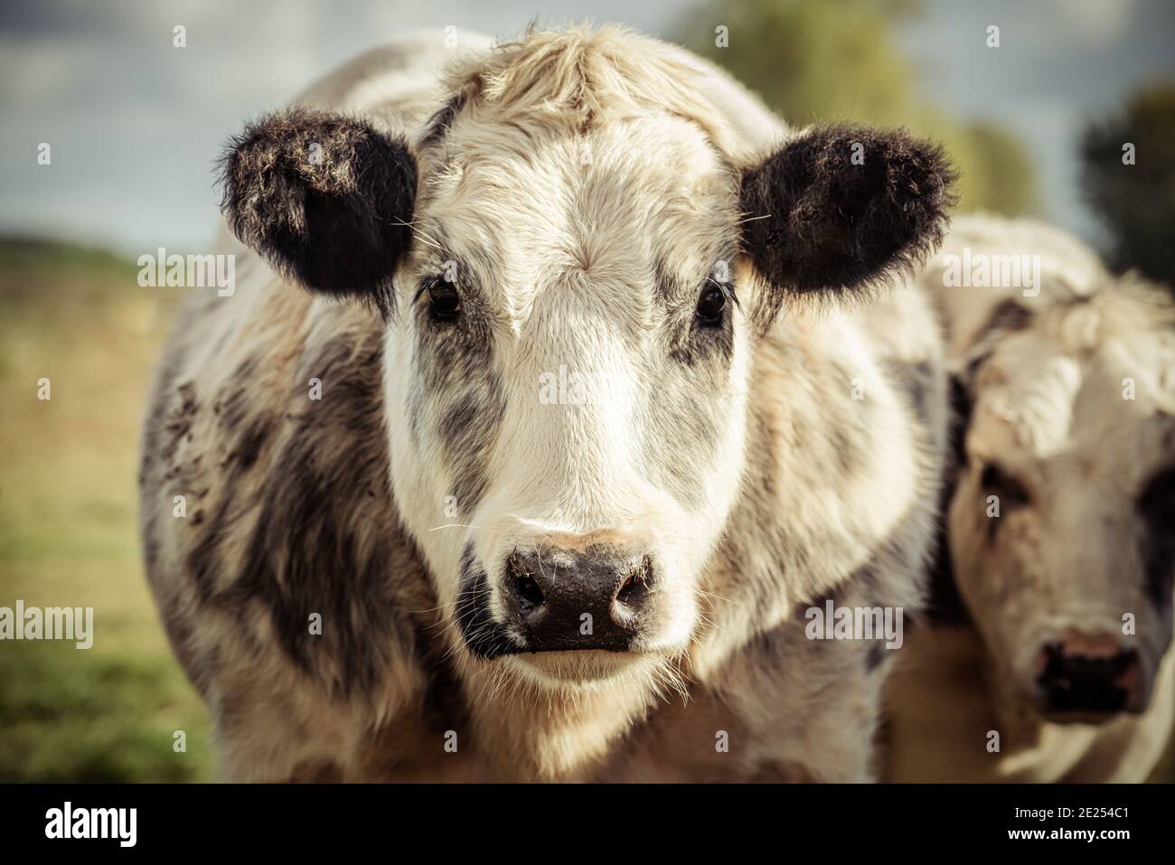 Sweet looking grey and white dairy cow looking into the camera Stock ...