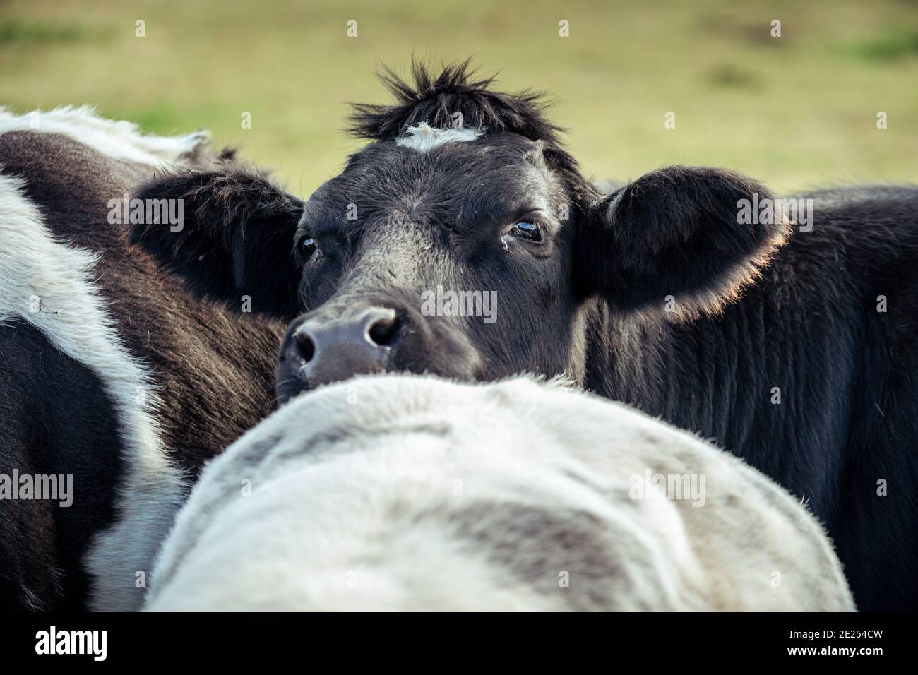 Nosey cows hi-res stock photography and images - Alamy