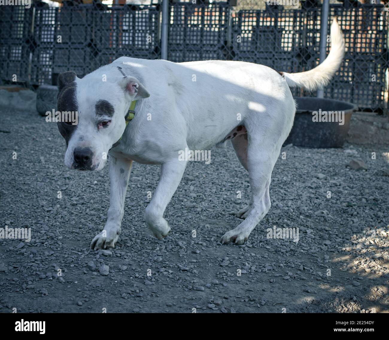 Closeup of an adorable pit bull walking outdoors under the sunlight ...
