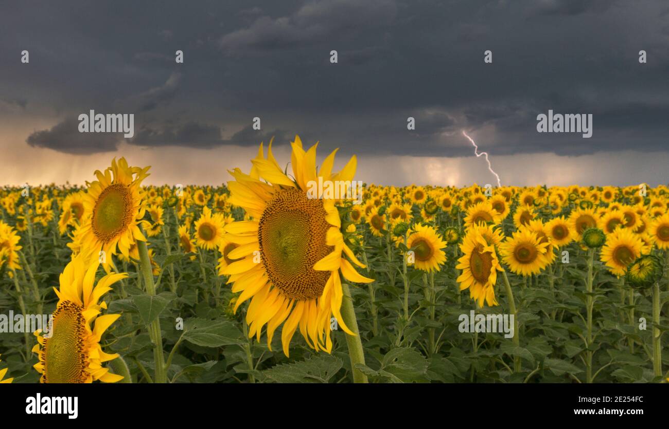 Flower electric field hi-res stock photography and images - Alamy