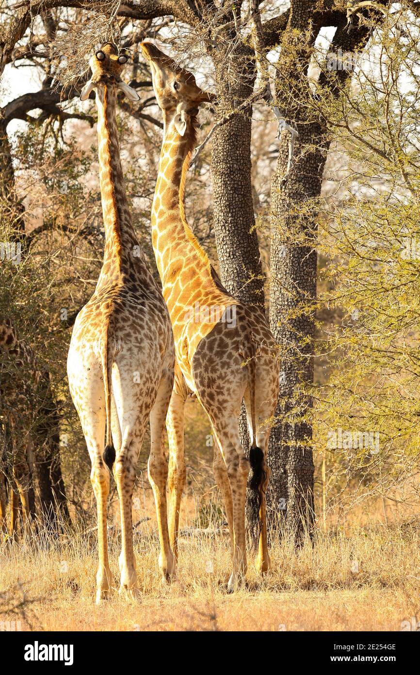 A couple of giraffes eating leaves from tree branches on safari in a ...