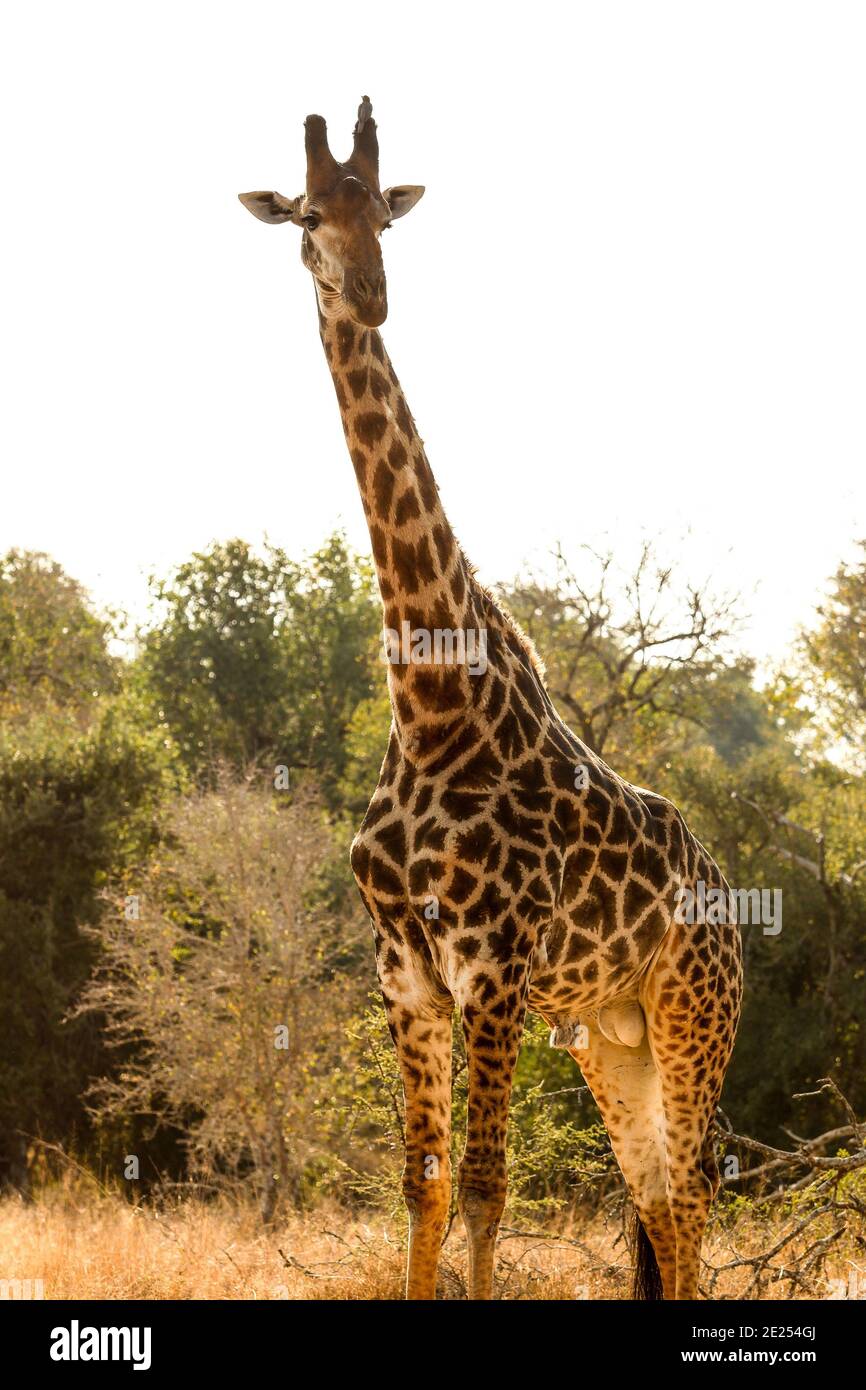 Vertical shot of a single giraffe on safari in a South African game ...